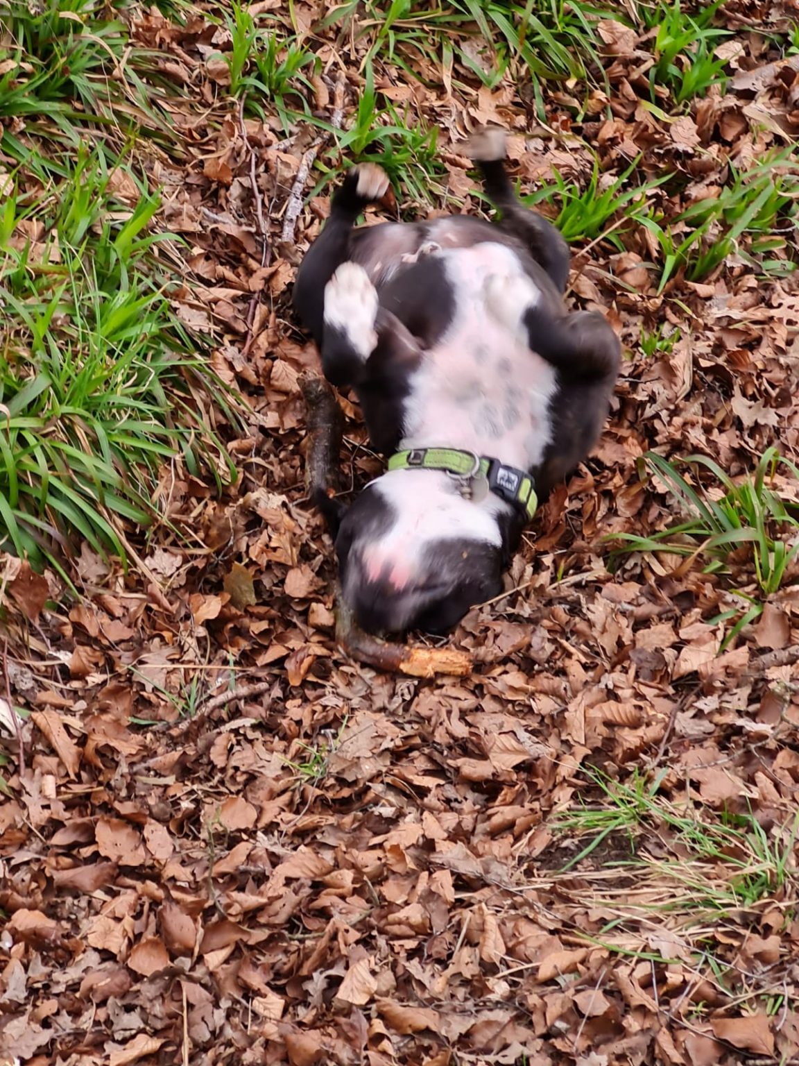 Gallery – Mind your paws services -Pet Taxi & National Pet transportation